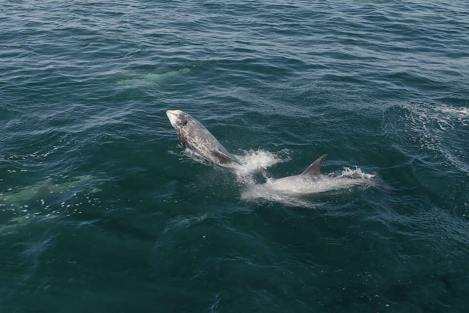 Massive pod of 1,500 dolphins spotted off California coast