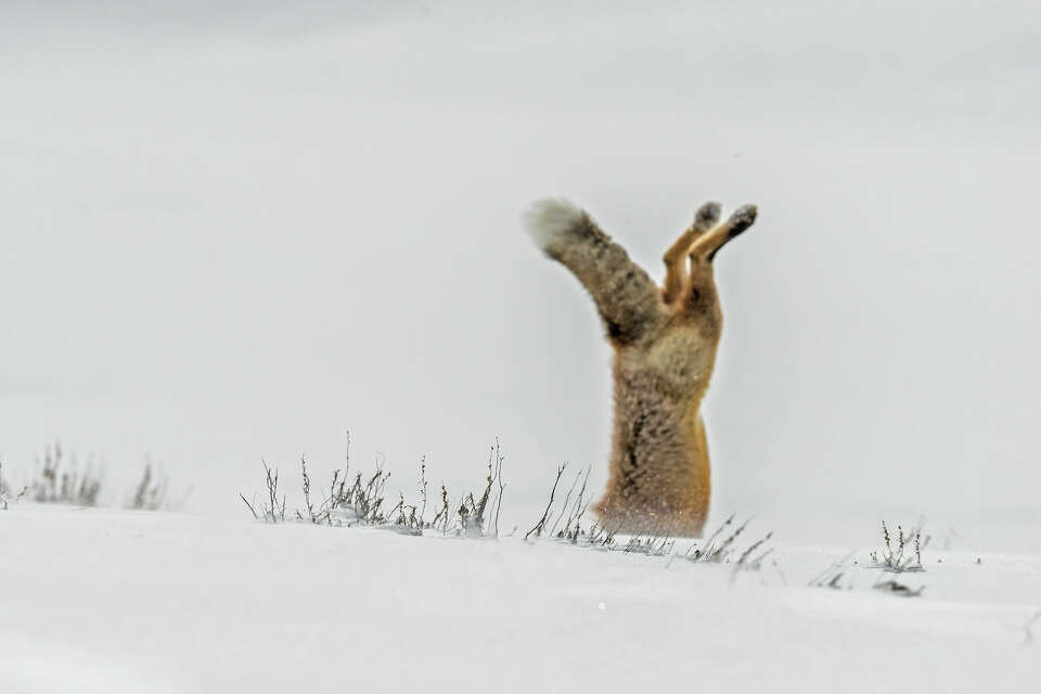 Red foxes use Earth's magnetic field to hunt in winter