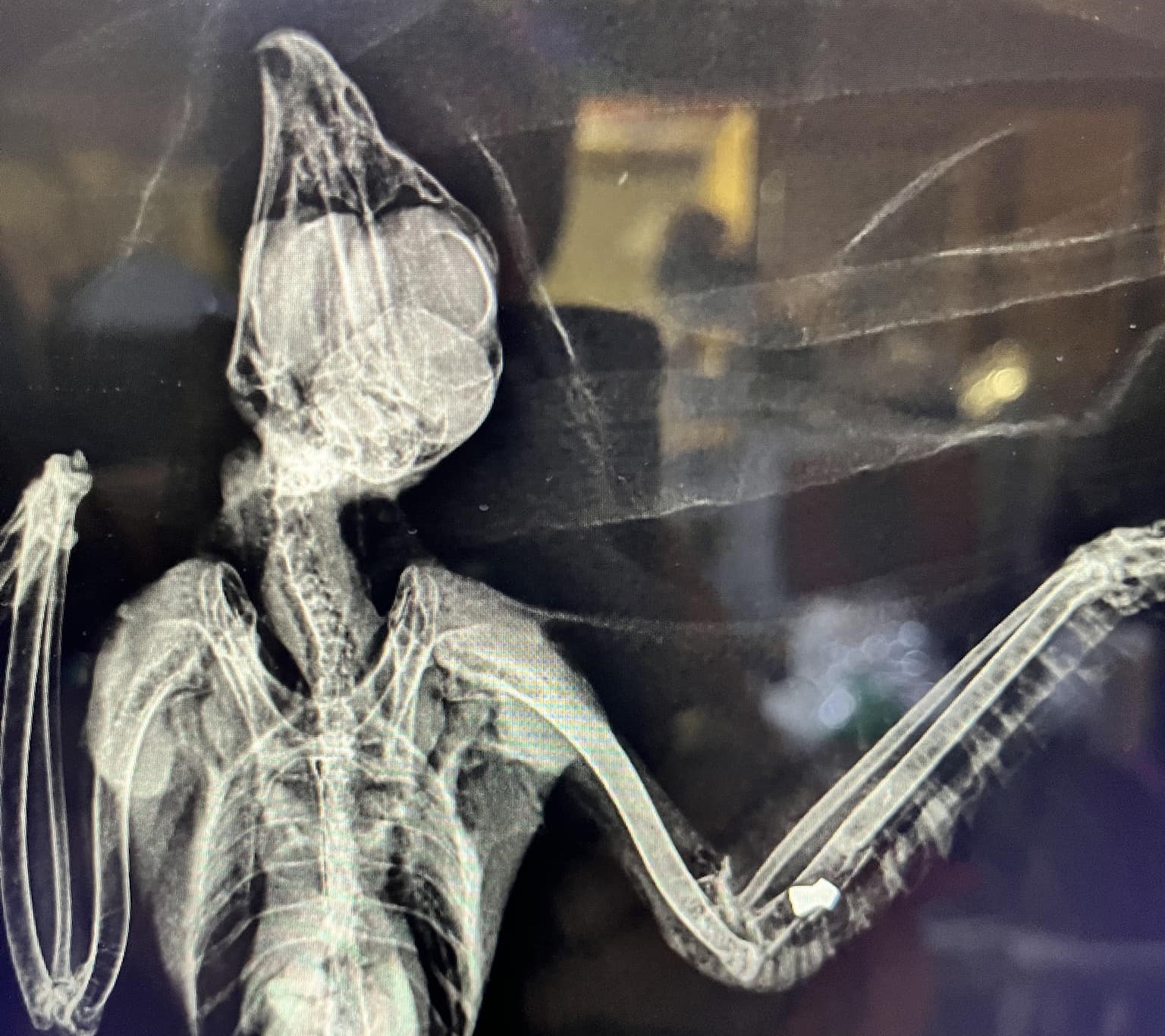 DEEP investigating after hawk shot down near Jennings Road in Bristol