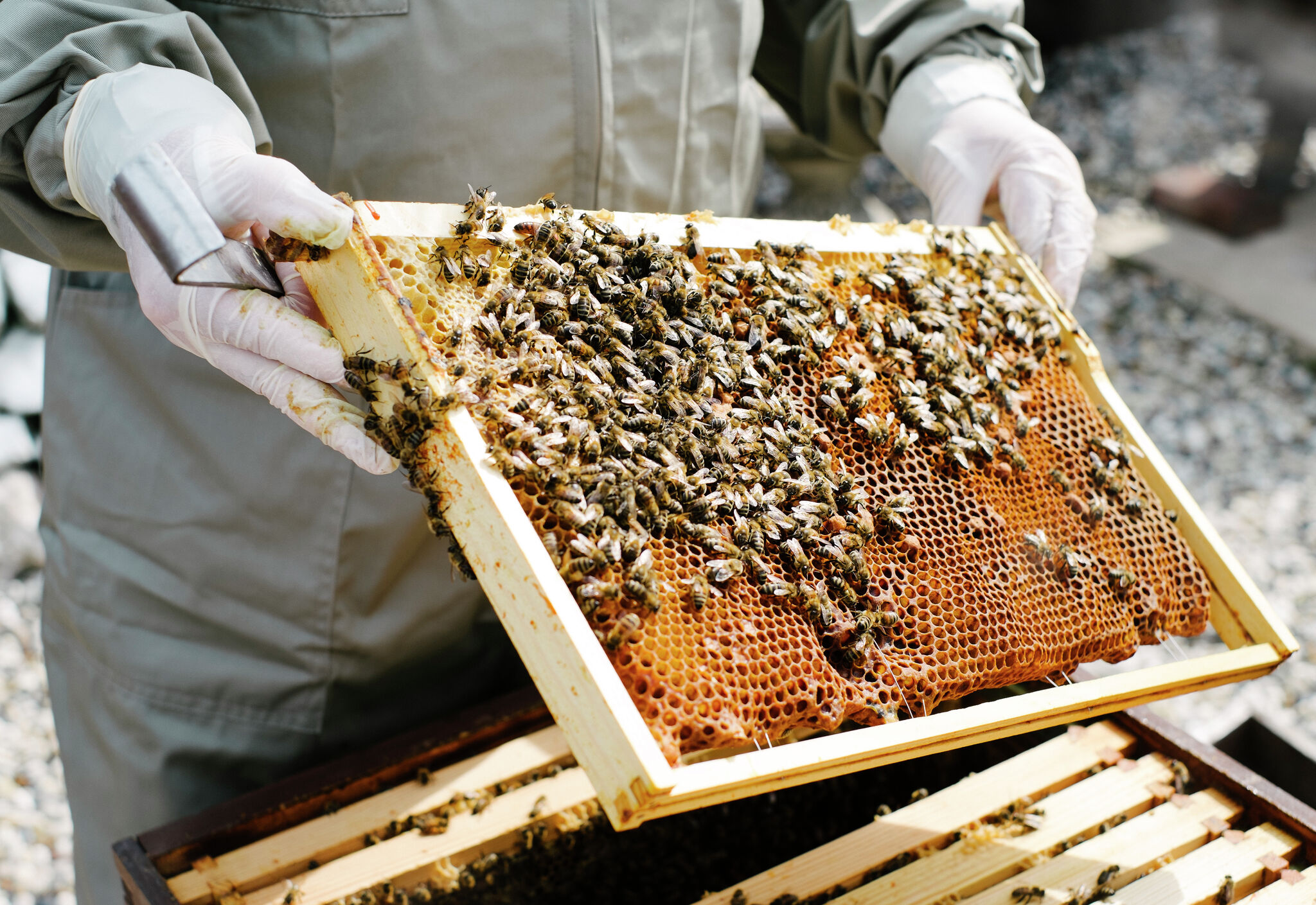 Illinois State Beekeepers Association Summer Meeting set for June