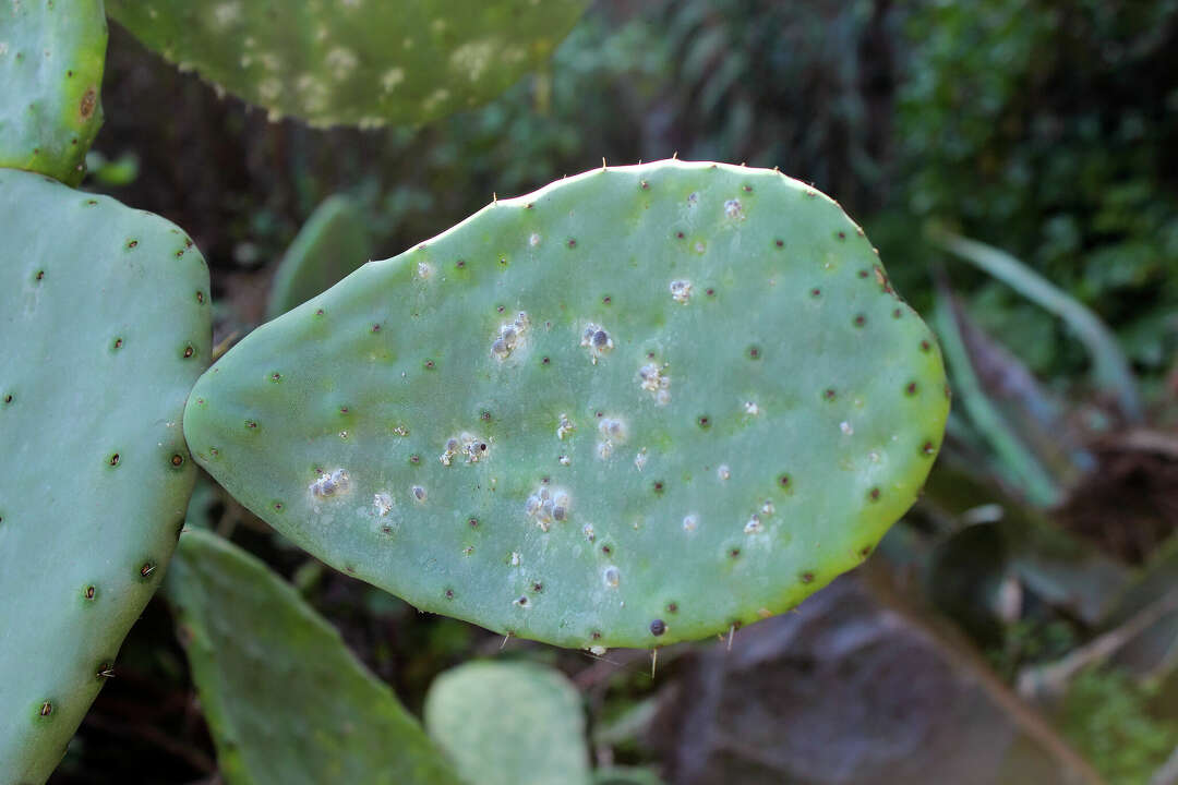 Cochineal insect's red dye shaped history and culture