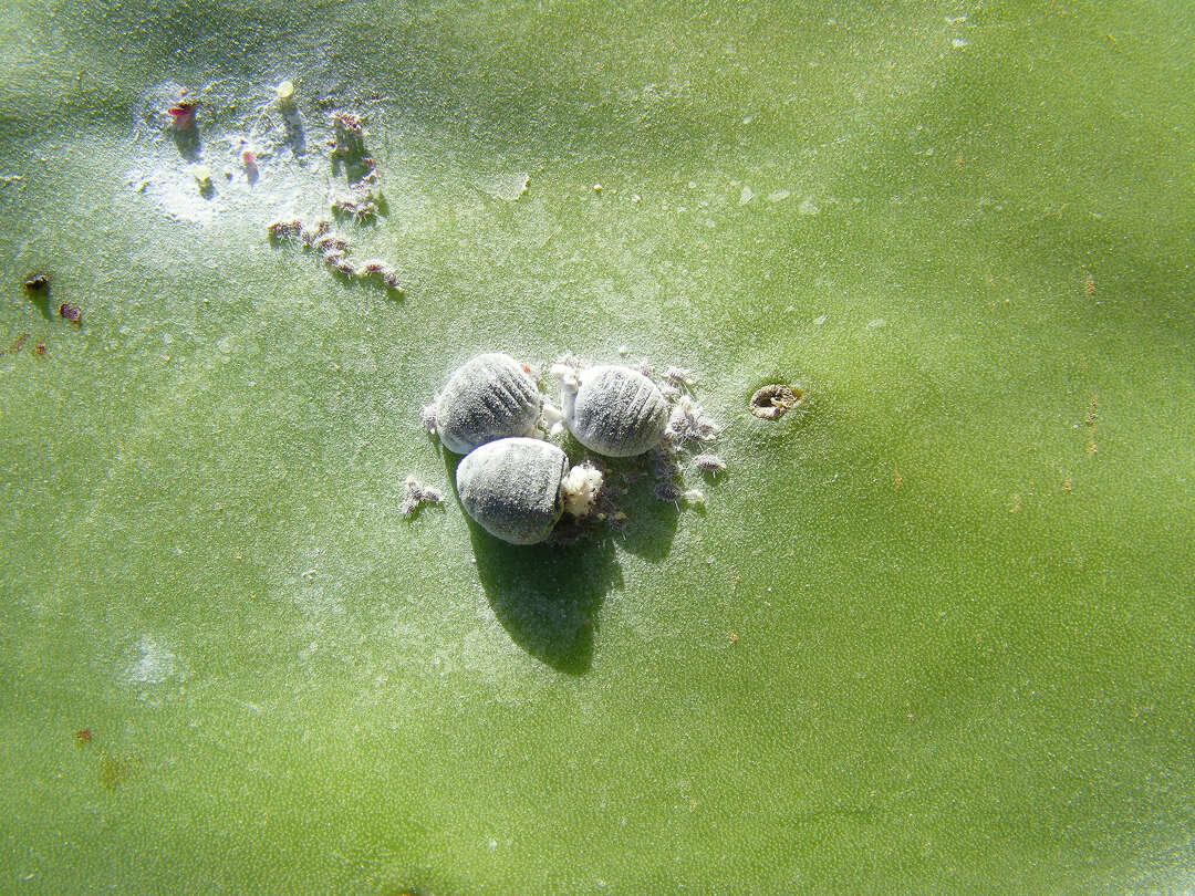 Cochineal insect's red dye shaped history and culture
