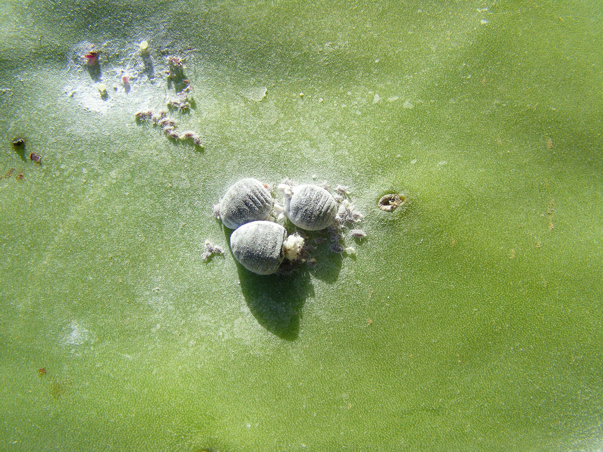 Cochineal insect's red dye shaped history and culture