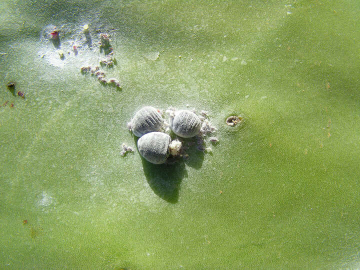 Cochineal insect's red dye shaped history and culture