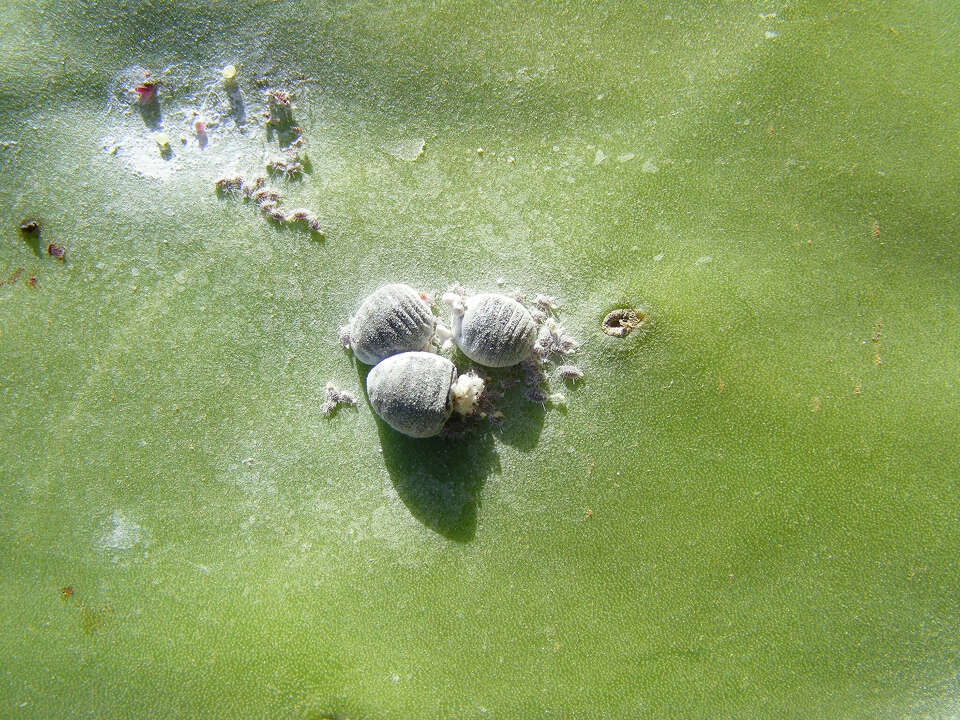 Cochineal insect's red dye shaped history and culture