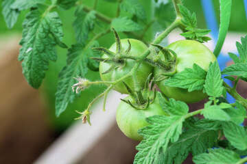 Here's how Rodeo tomatoes are selected and why it's important