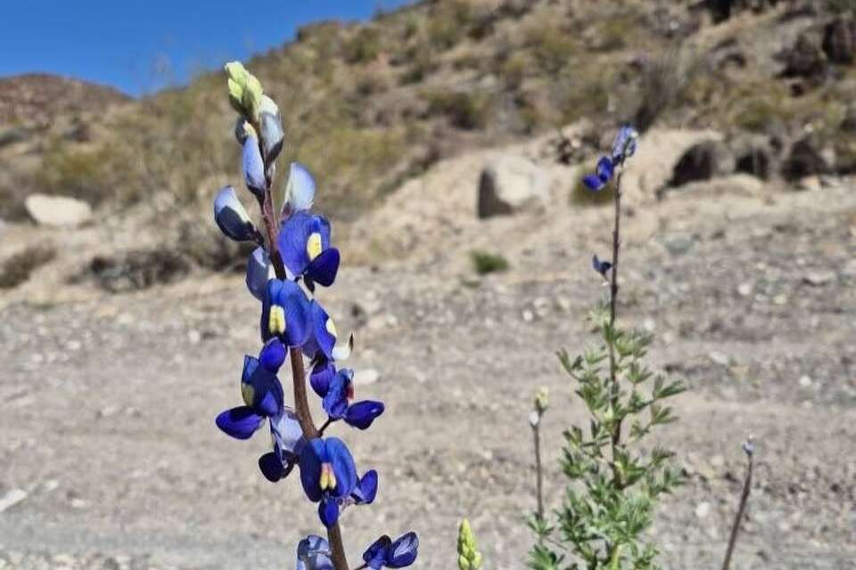 Why Texas bluebonnets are blooming early this year