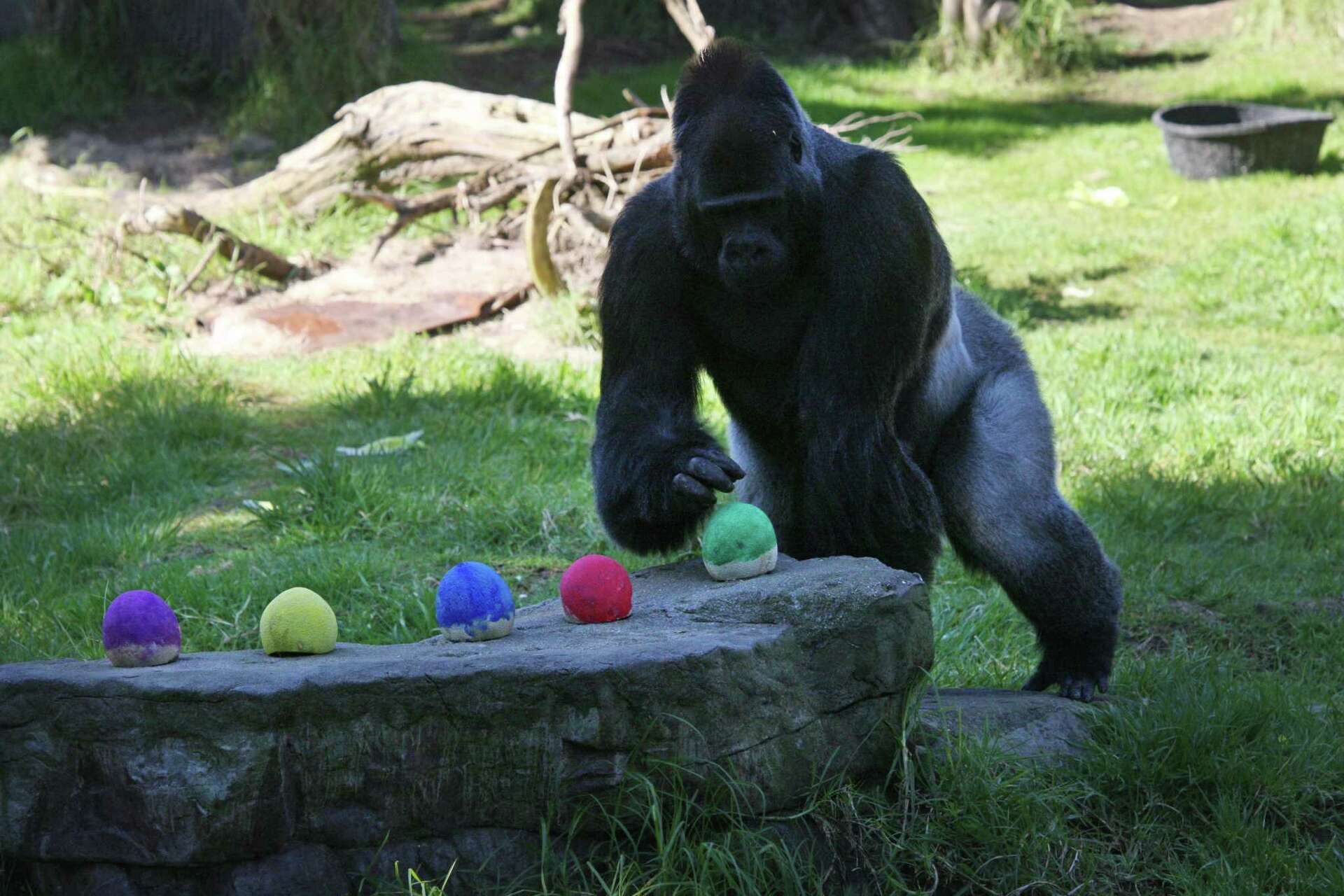 S.F. Zoo’s only male gorilla dies unexpectedly after medical procedure