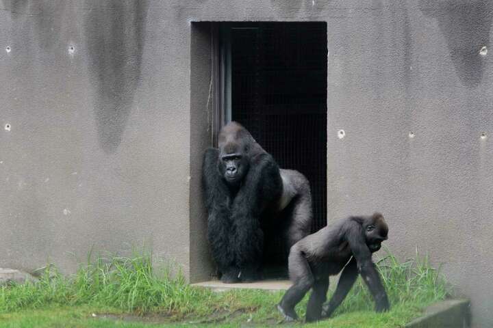 S.F. Zoo’s only male gorilla dies unexpectedly after medical procedure