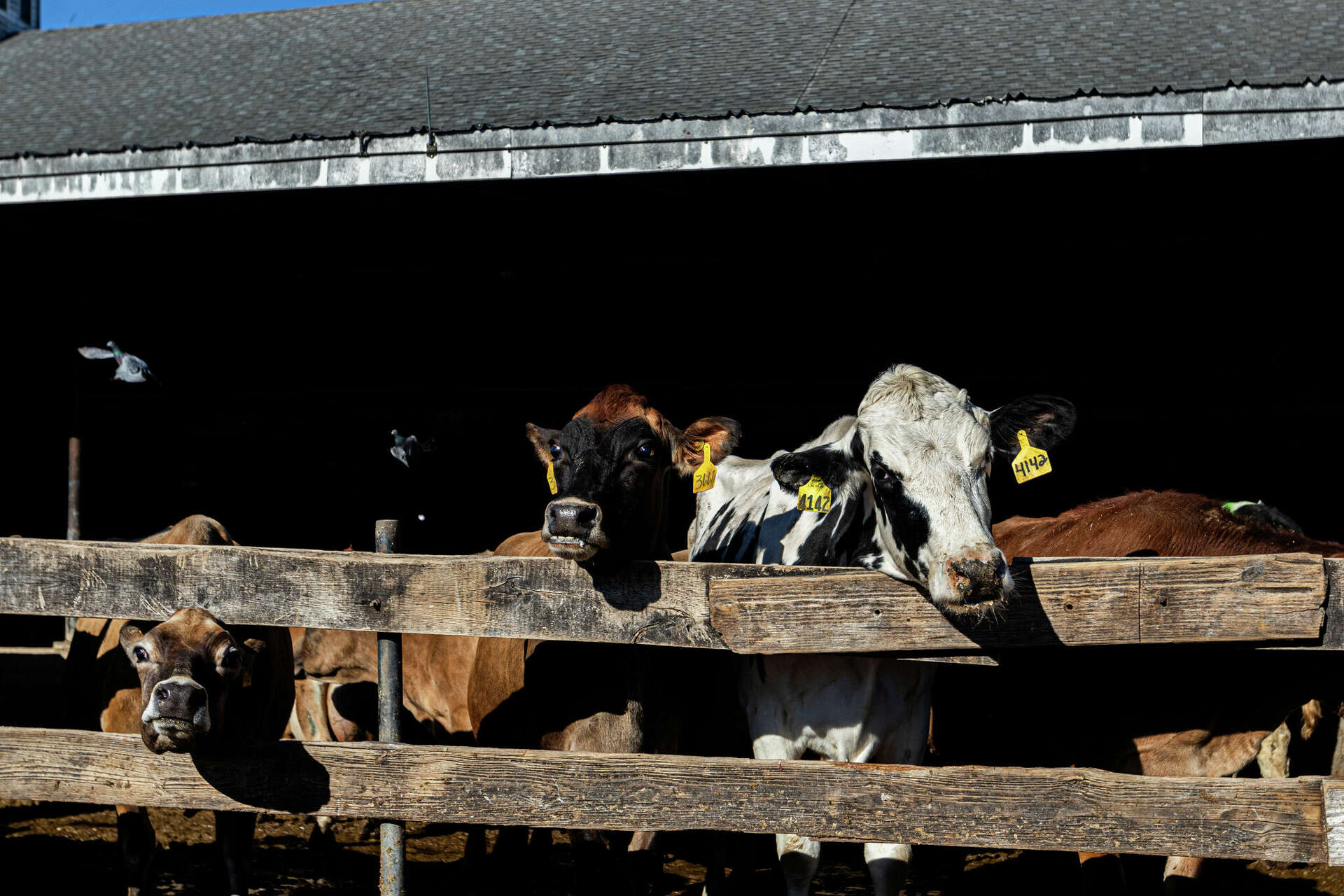 Inside a 150-year-old family dairy in CT that delivers door-to-door