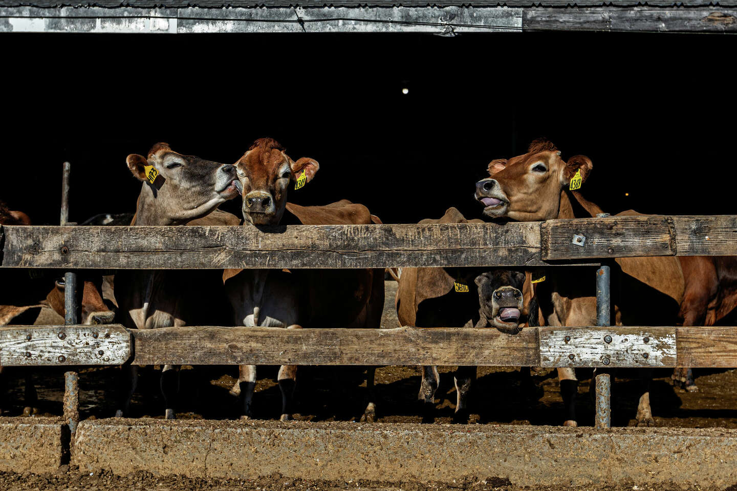 Inside a 150-year-old family dairy in CT that delivers door-to-door