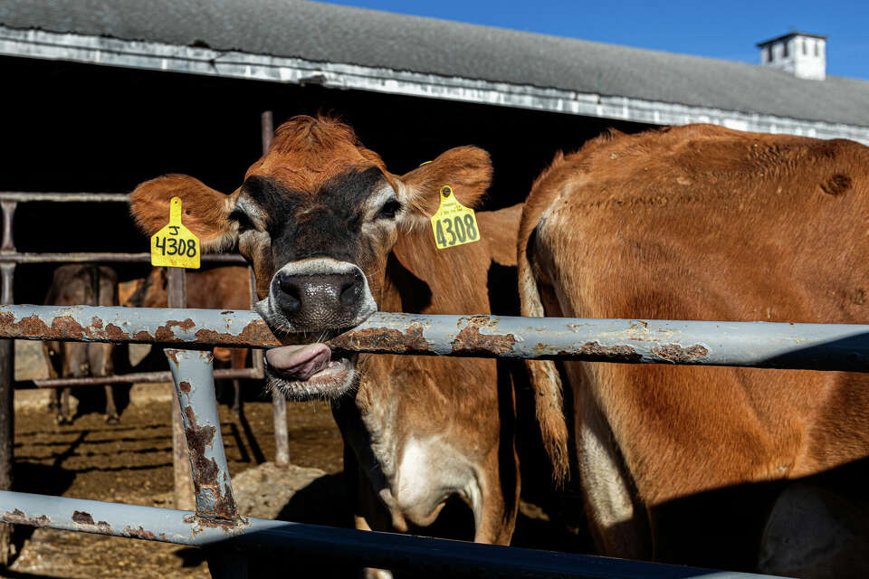 Inside a 150-year-old family dairy in CT that delivers door-to-door