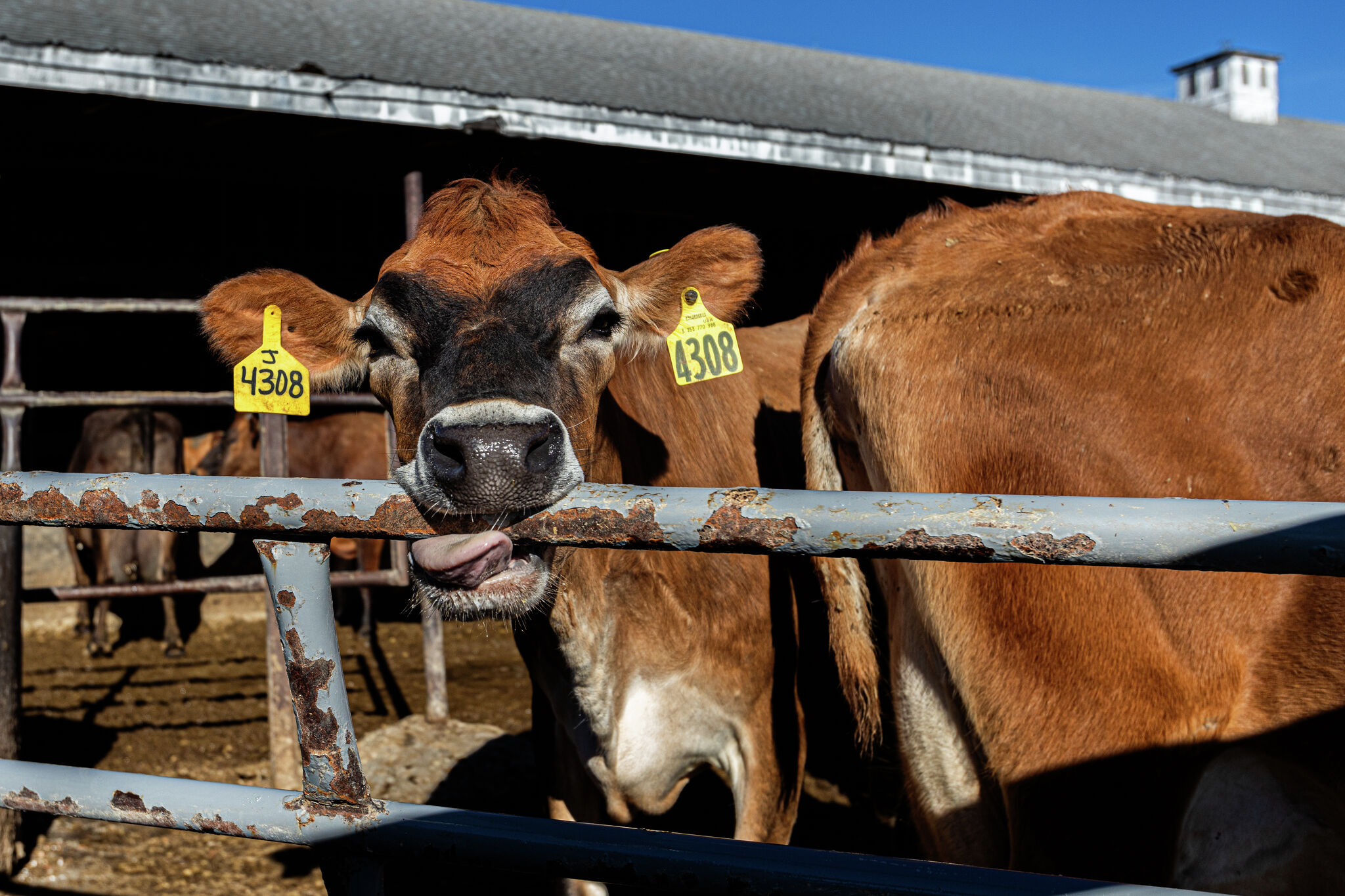 Inside a 150-year-old family dairy in CT that delivers door-to-door