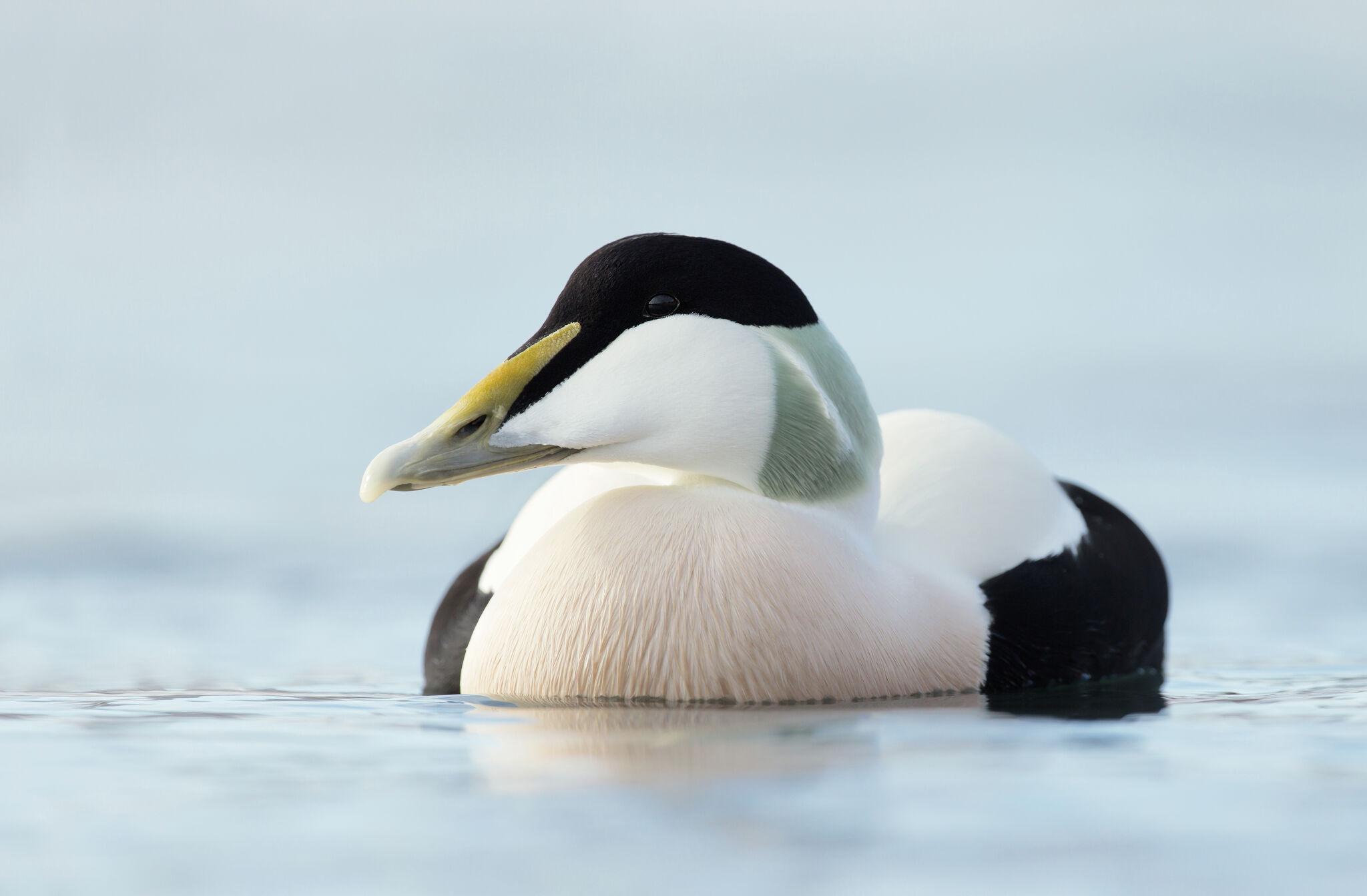 Bird Watch: Catch a peek at rare eiders now at Long Island Sound