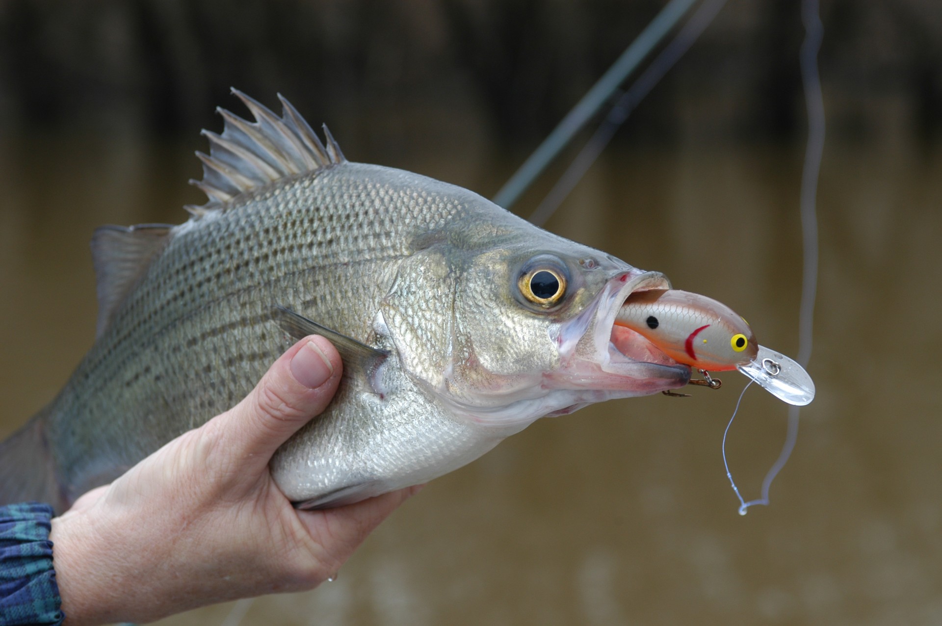 Annual white bass spawning run kicking into gear on rivers statewide