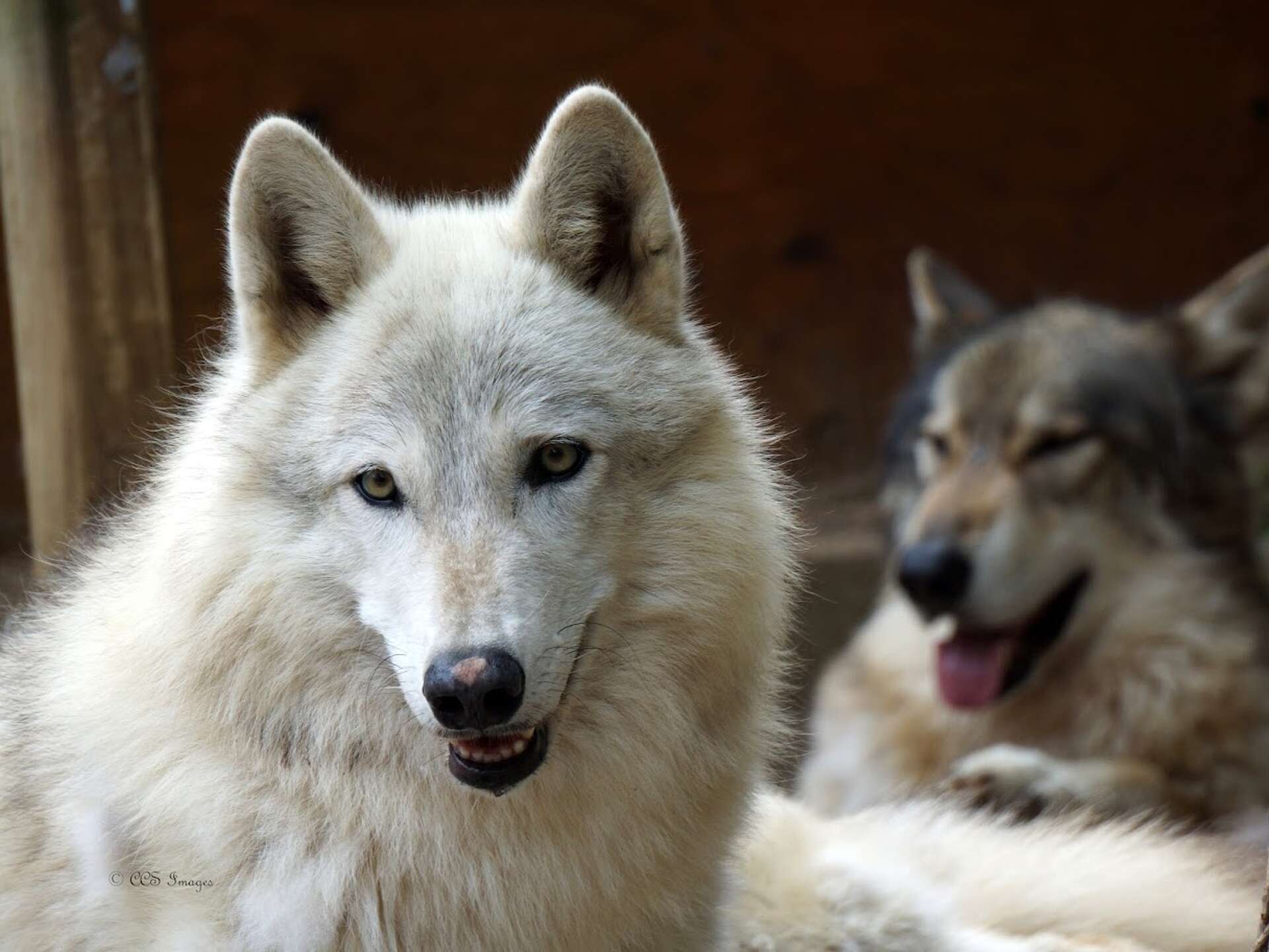 Houston-area sanctuary cares for rescued wolves and wolf-dogs