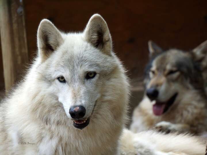 Houston-area sanctuary cares for rescued wolves and wolf-dogs