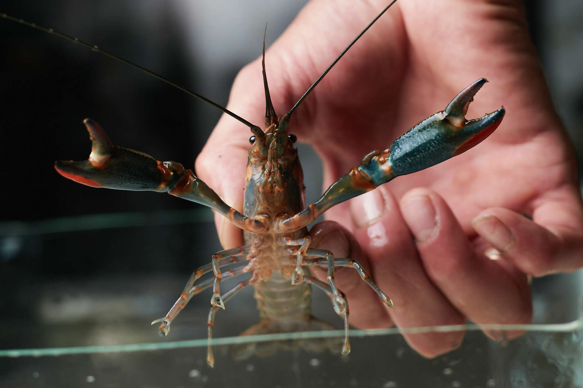 Invasive 'alien crustacean' discovered in South Texas waters