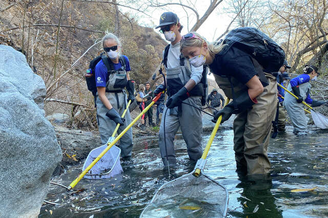 Endangered Calif. fish evacuated from creek ahead of toxic storm