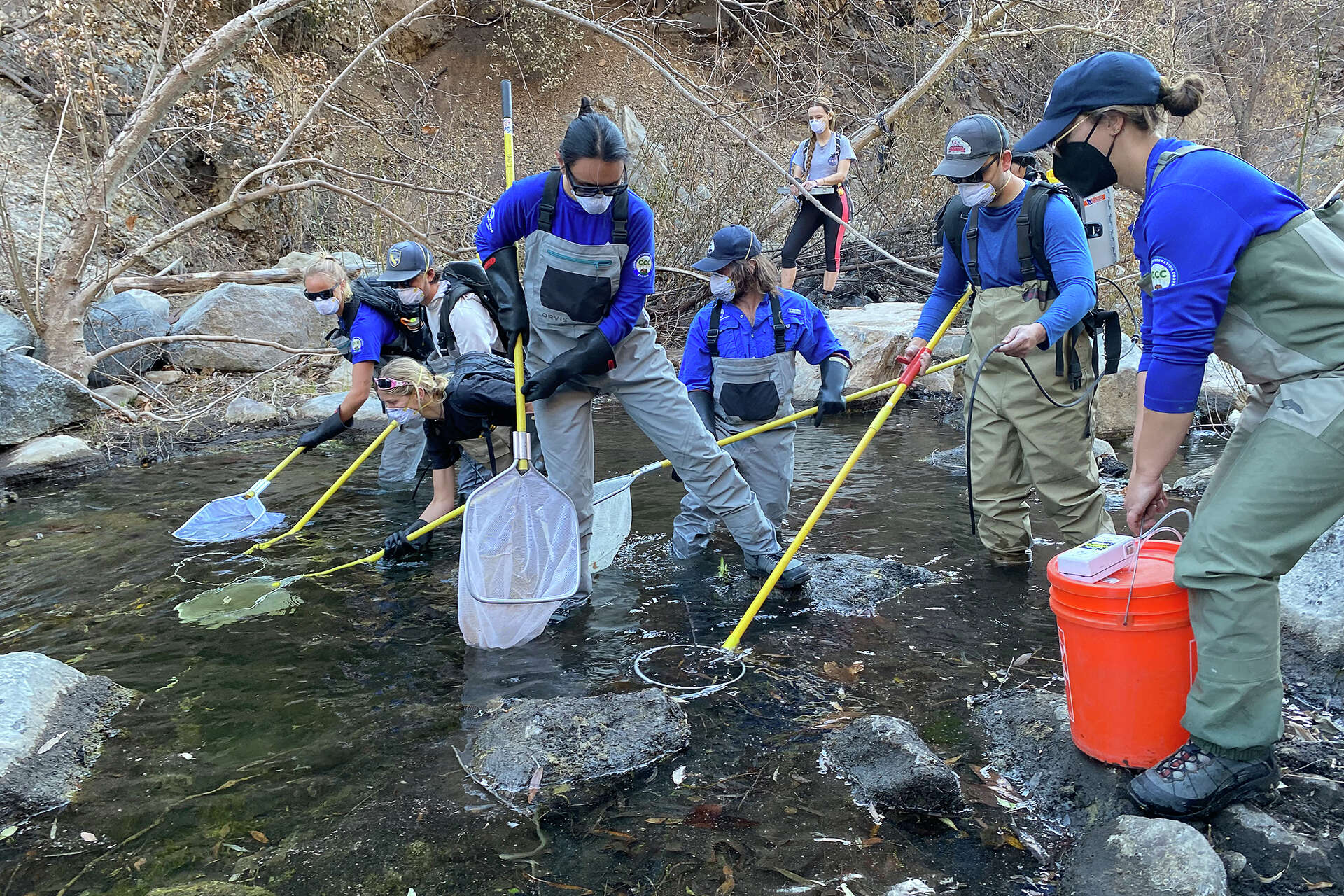 Endangered Calif. fish evacuated from creek ahead of toxic storm