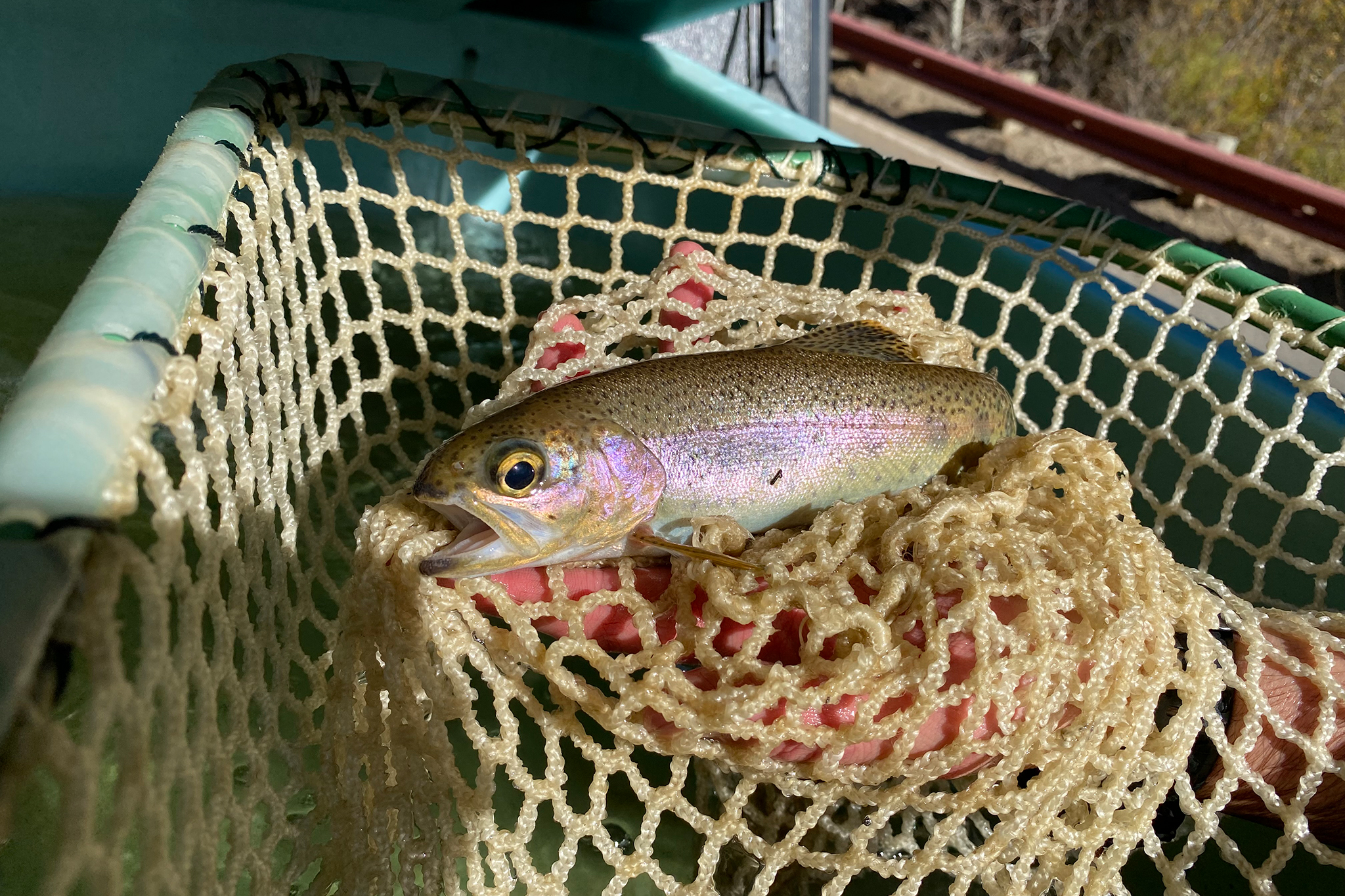 Endangered Calif. fish evacuated from creek ahead of toxic storm