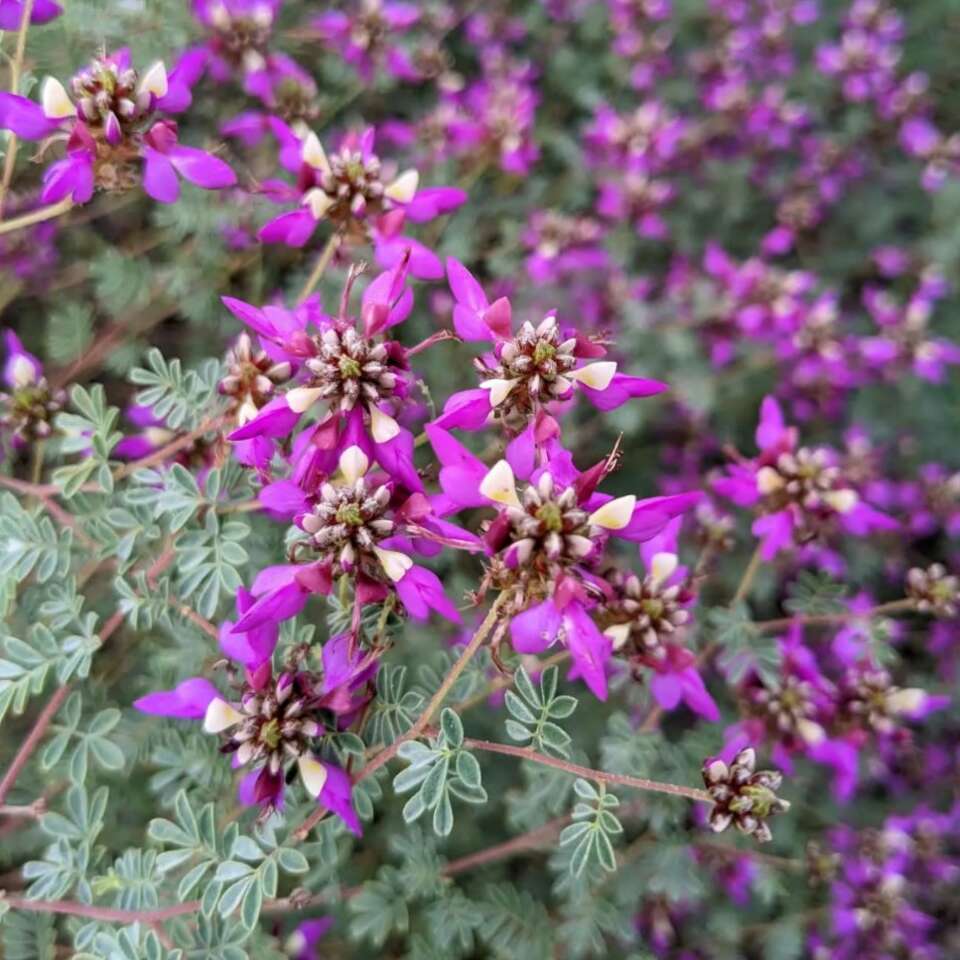 Enjoy year-round garden color with 14 flowering desert plants