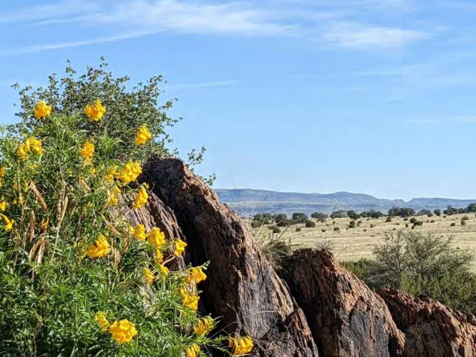 Enjoy year-round garden color with 14 flowering desert plants