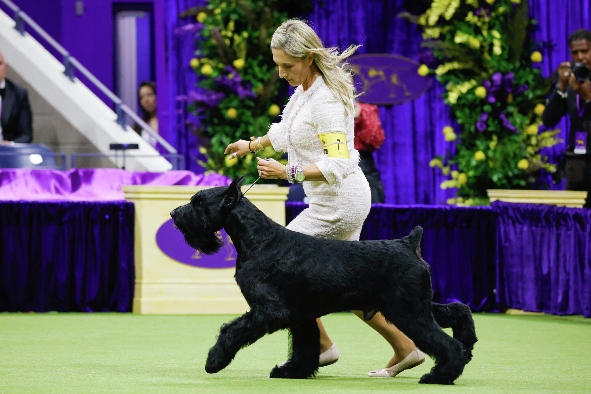 CT's award-winning Giant Schnauzer wins best in show at Westminster