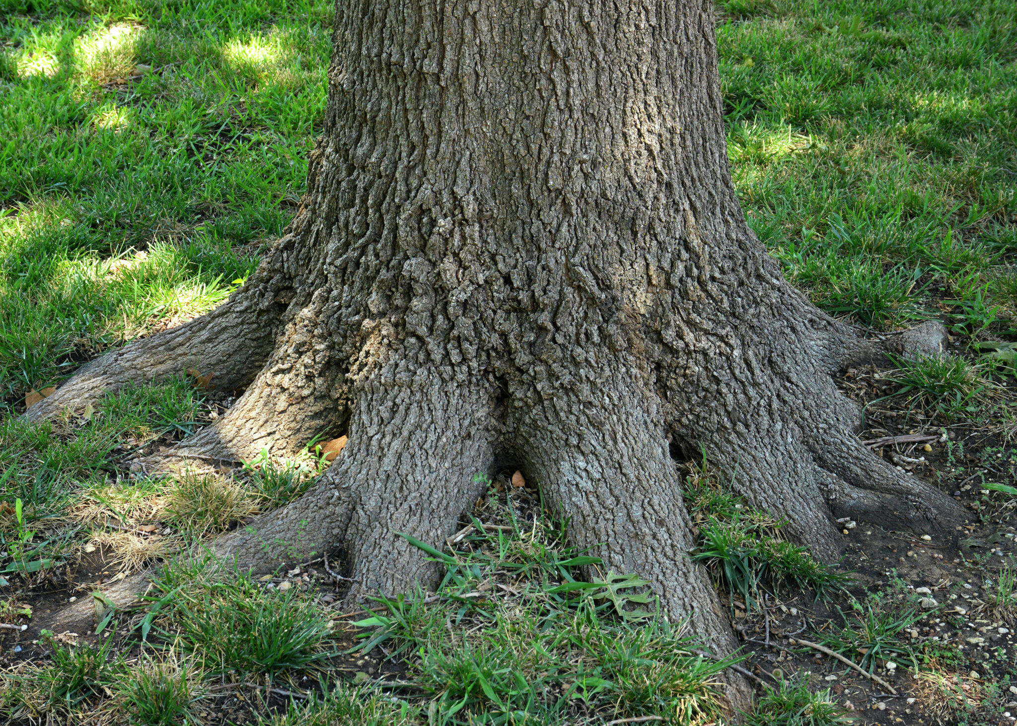 Here's the best option for covering exposed tree roots
