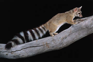 Texas woman gets rare close up look at ringtail