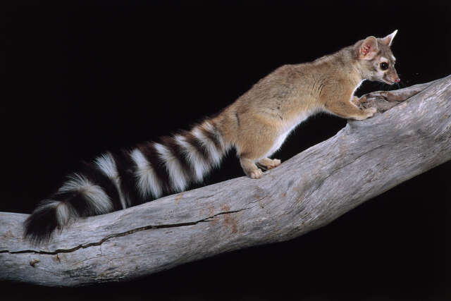 Texas woman gets rare close up look at ringtail