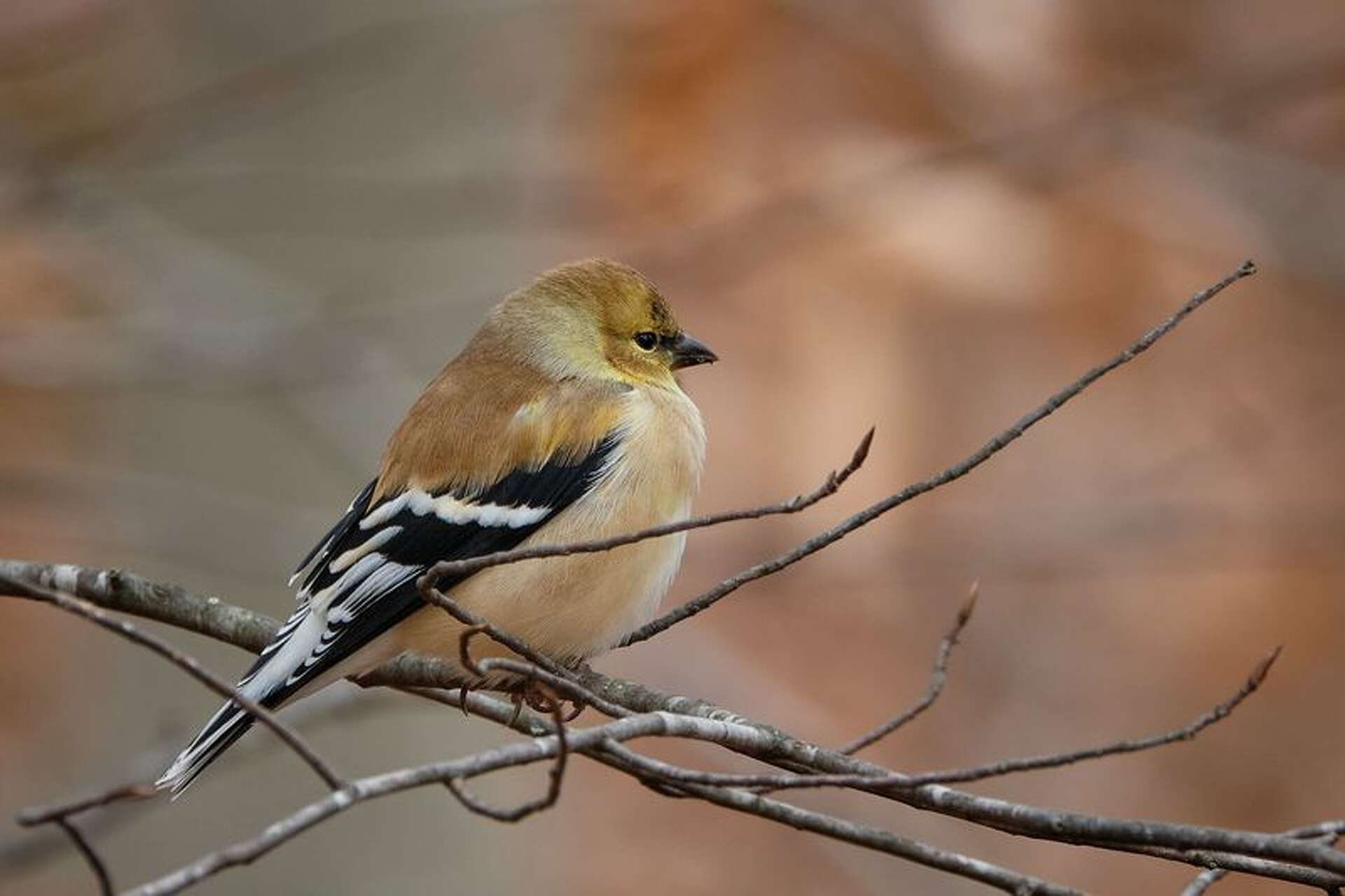 CT bird watchers can join nationwide Great Backyard Bird Count this we