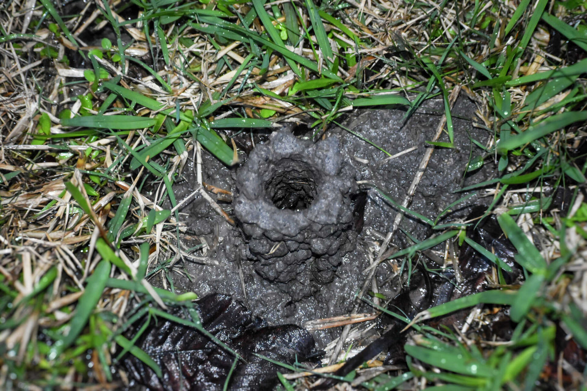 Tiny mud 'chimneys' found emerging in Texas spark curiosity