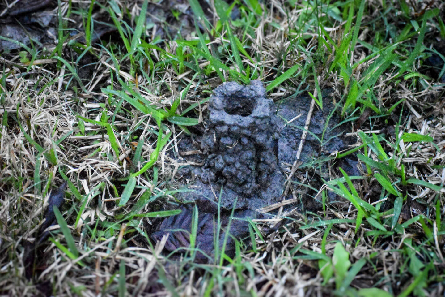 Tiny mud 'chimneys' found emerging in Texas spark curiosity