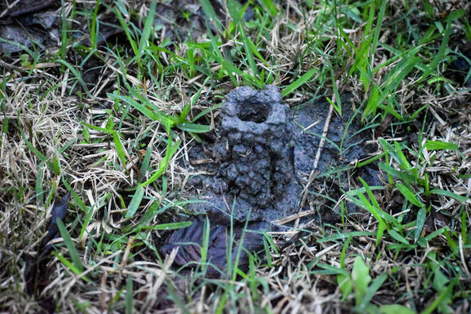 Tiny mud 'chimneys' found emerging in Texas spark curiosity