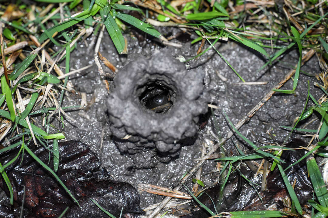 Tiny mud 'chimneys' found emerging in Texas spark curiosity