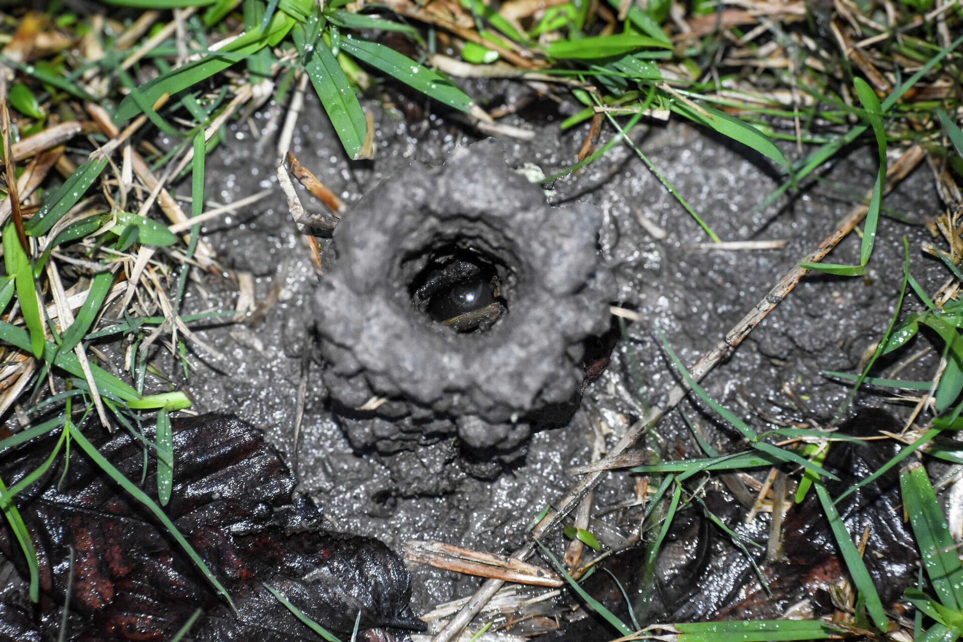 Tiny mud 'chimneys' found emerging in Texas spark curiosity