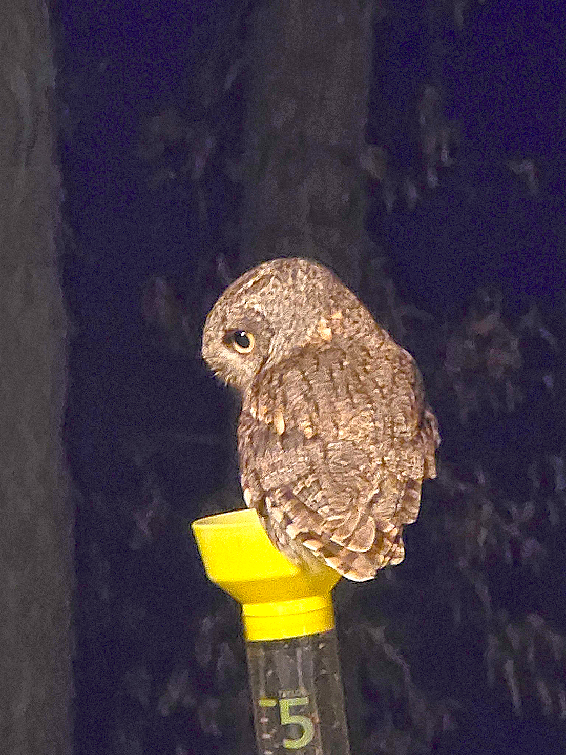 Reader photo: Tiny raptor