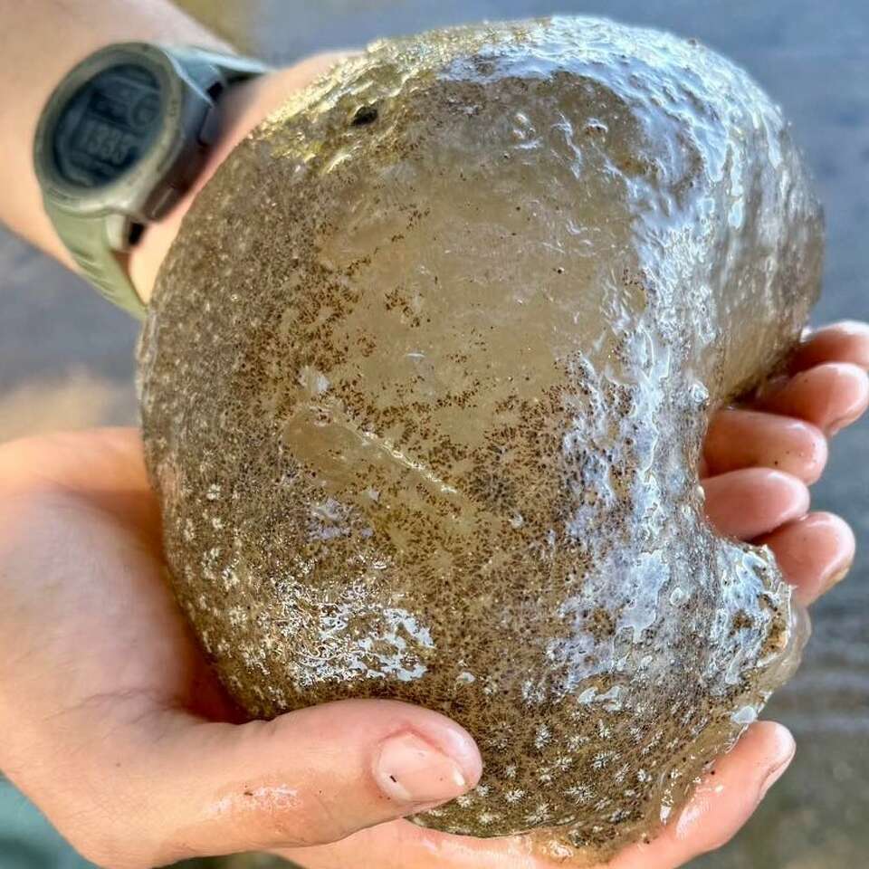 Gelatinous 'blob' critter found in Texas water. What is it?