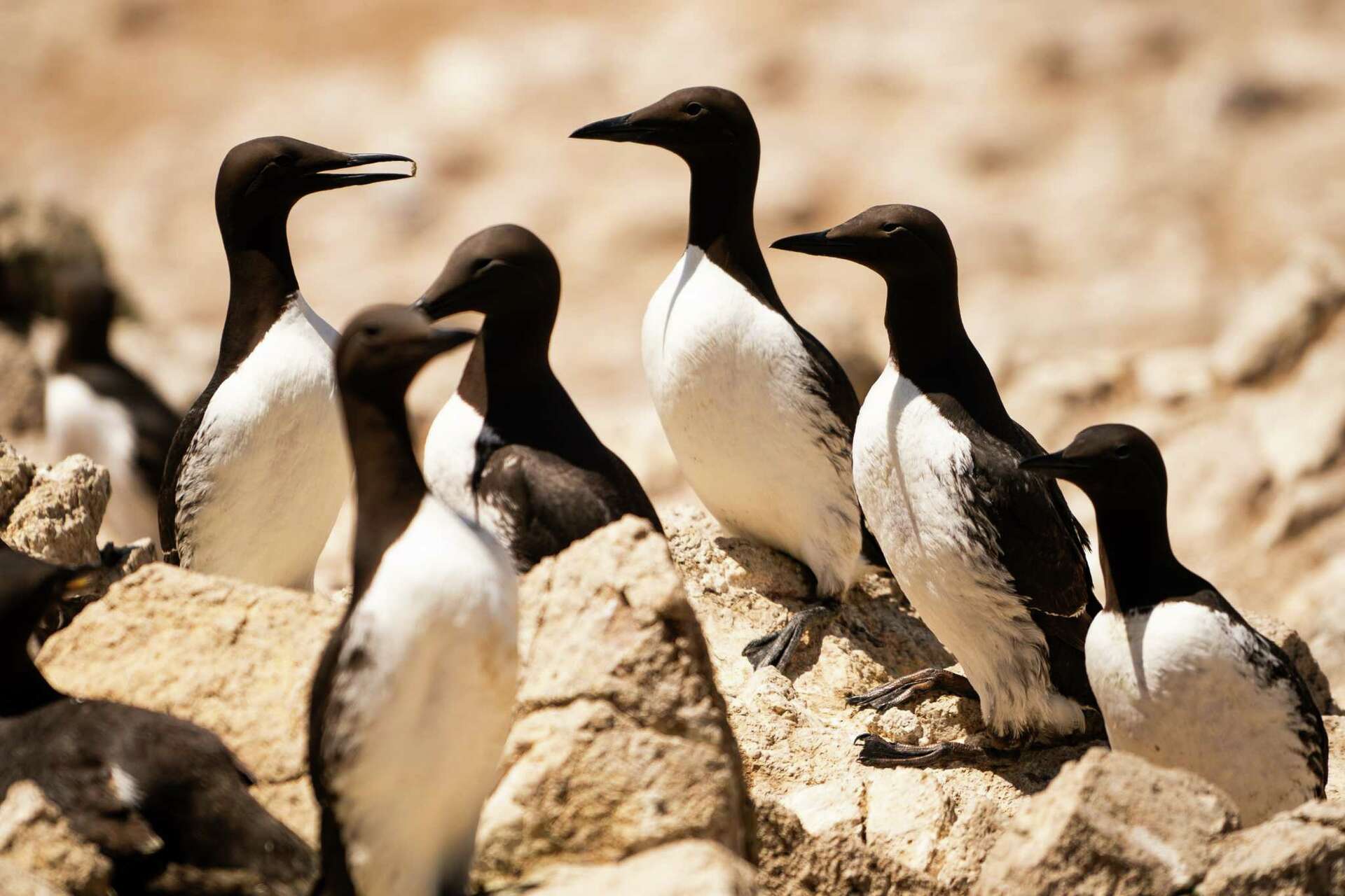 Farallon Islands off SF to have no humans for first time in 170 years