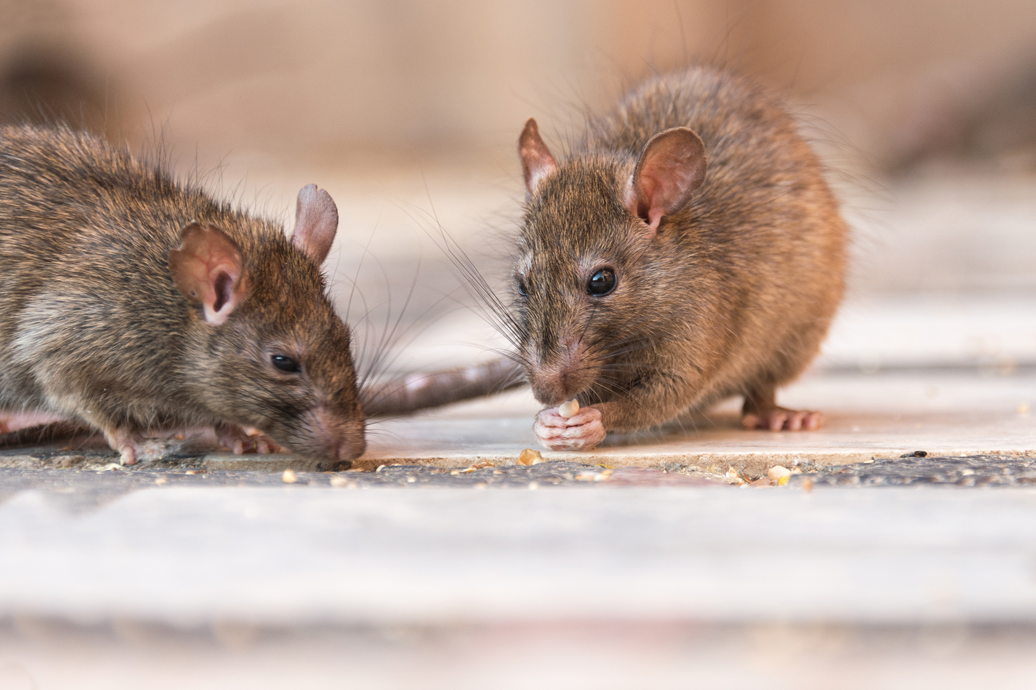 'Infinity of rats': Why SF is becoming a more rat-filled city