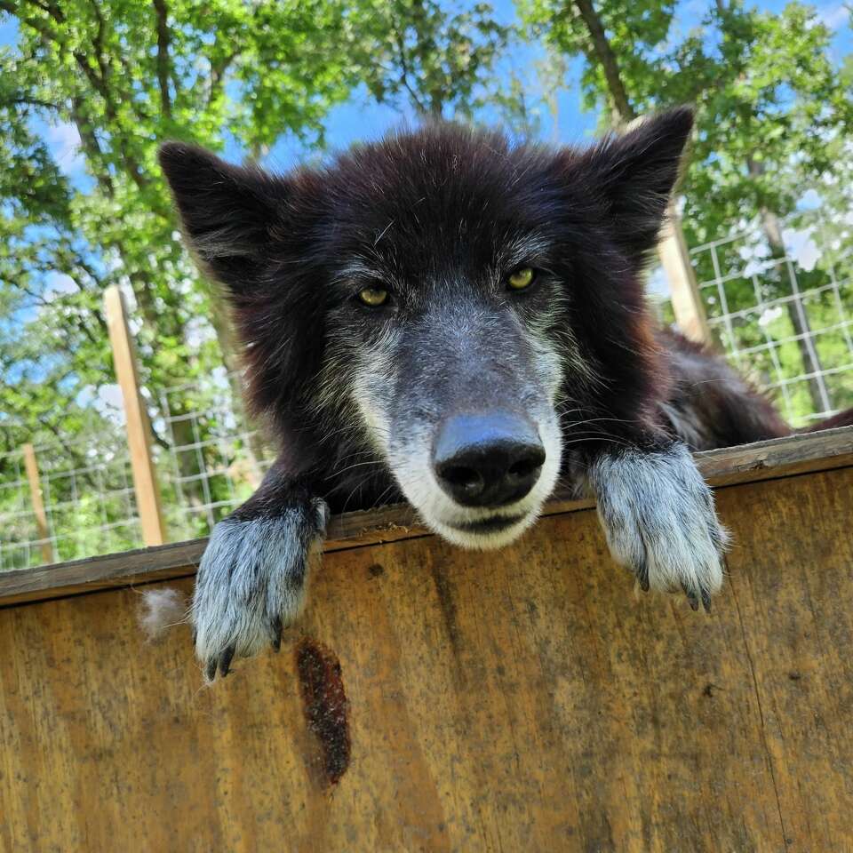 How sanctuaries worldwide give wolfdogs second chance