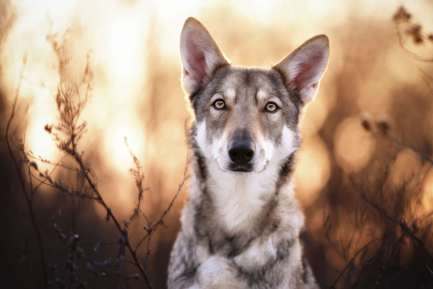 How sanctuaries worldwide give wolfdogs second chance
