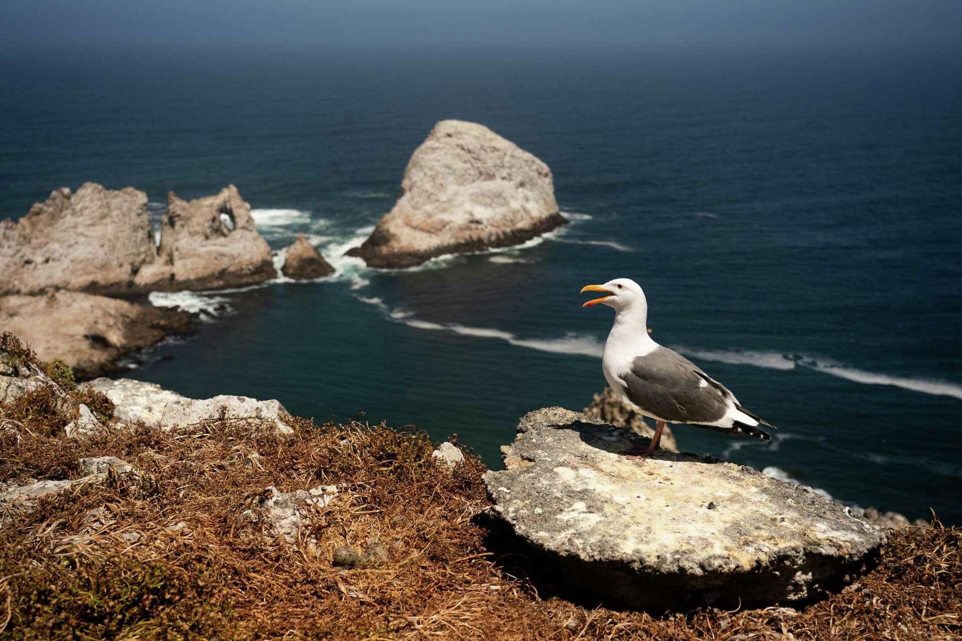 Farallon Islands off SF to have no humans for first time in 170 years