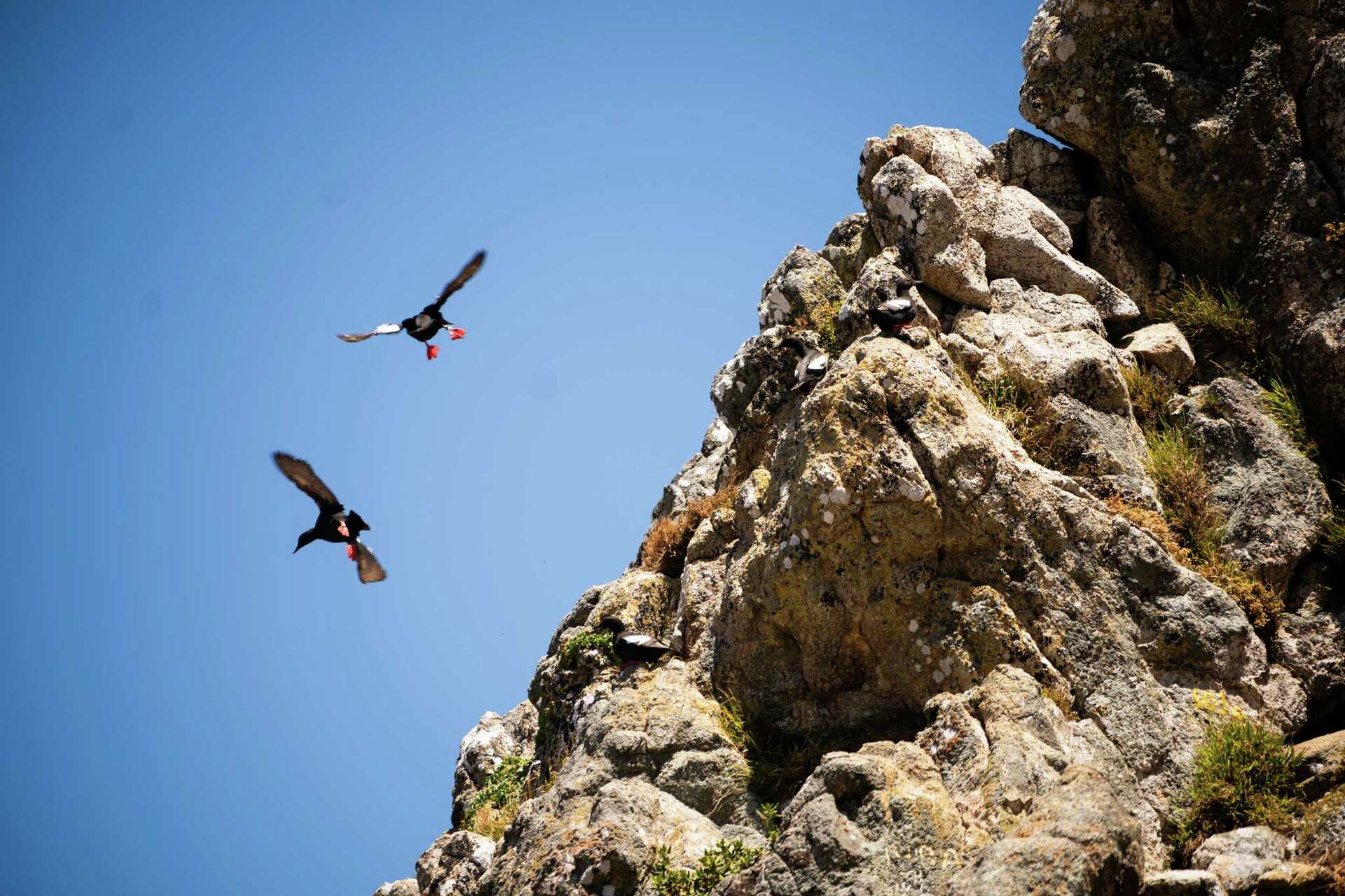 Farallon Islands off SF to have no humans for first time in 170 years