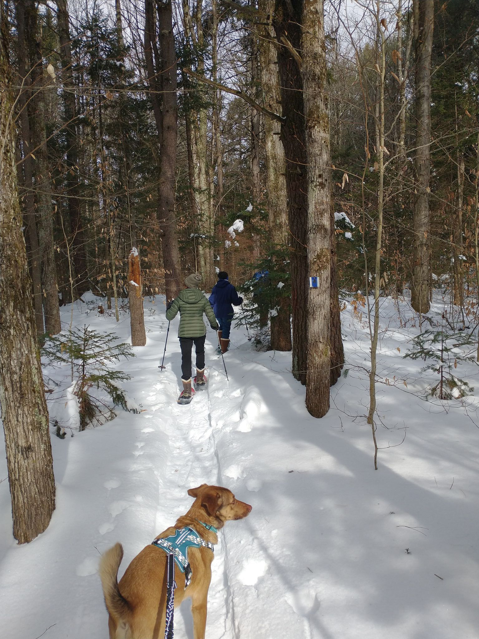 Outdoors: Group snowshoe excursion offers companionship