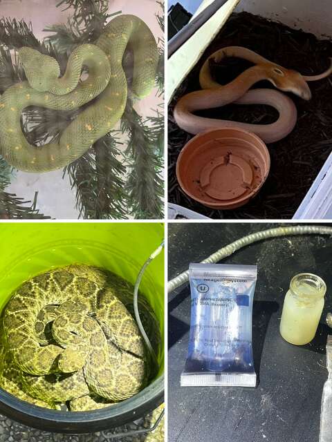 Several venomous snakes, illegal drugs seized from Texas man