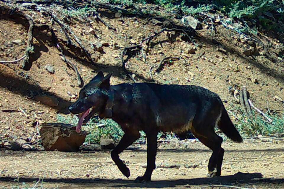 A rogue wolf's killing galvanizes California ranchers