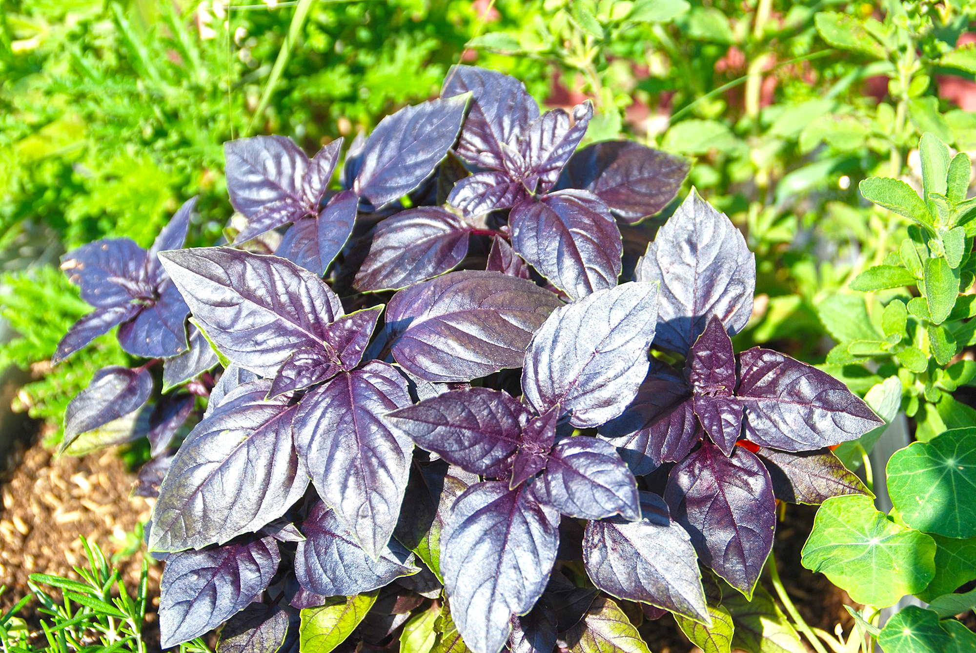 King of herbs a prince for garden colors