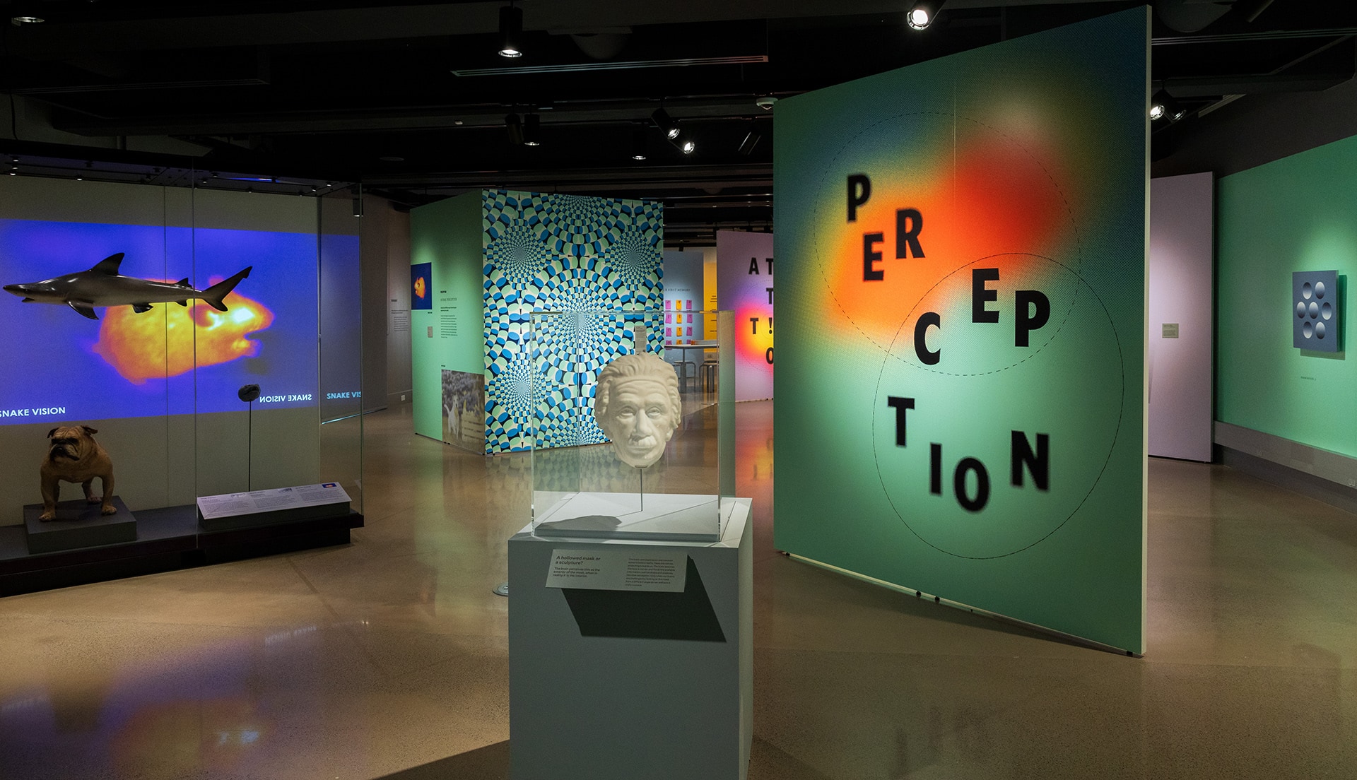 New Haven Peabody Museum's 'Mind/Matter' delves into neuroscience